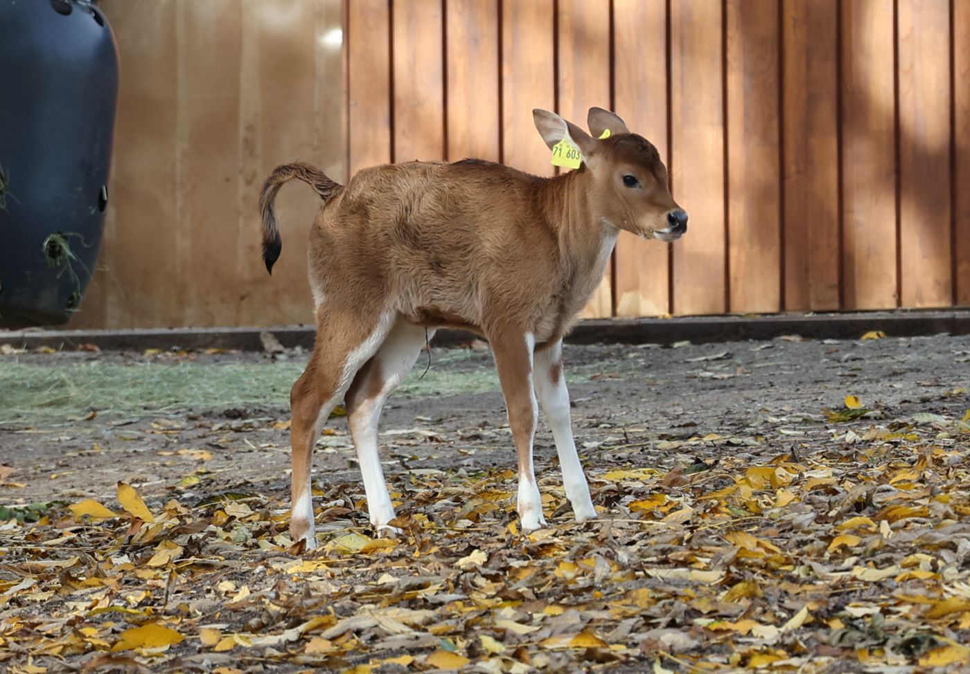 Kölner Zoo: Banteng-Kälbchen am 11.11. geboren | Kölner Stadt-Anzeiger