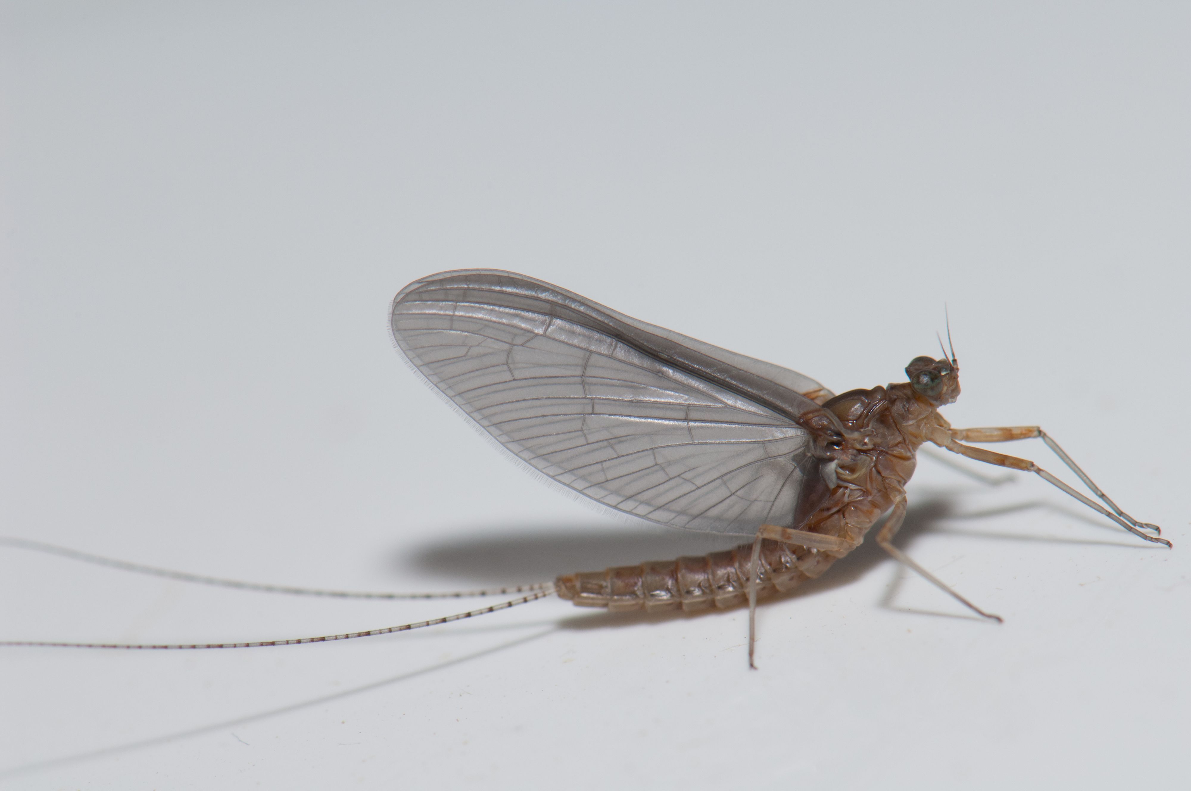 Schone Eintagsfliegen In Der Wohnung Bild